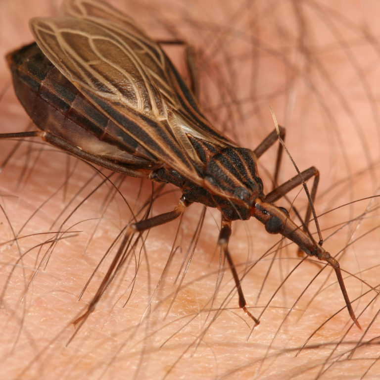 Rhodnius prolixus – Cimex Store