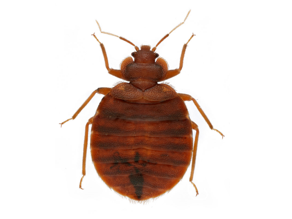 Insects for Research – Cimex Store