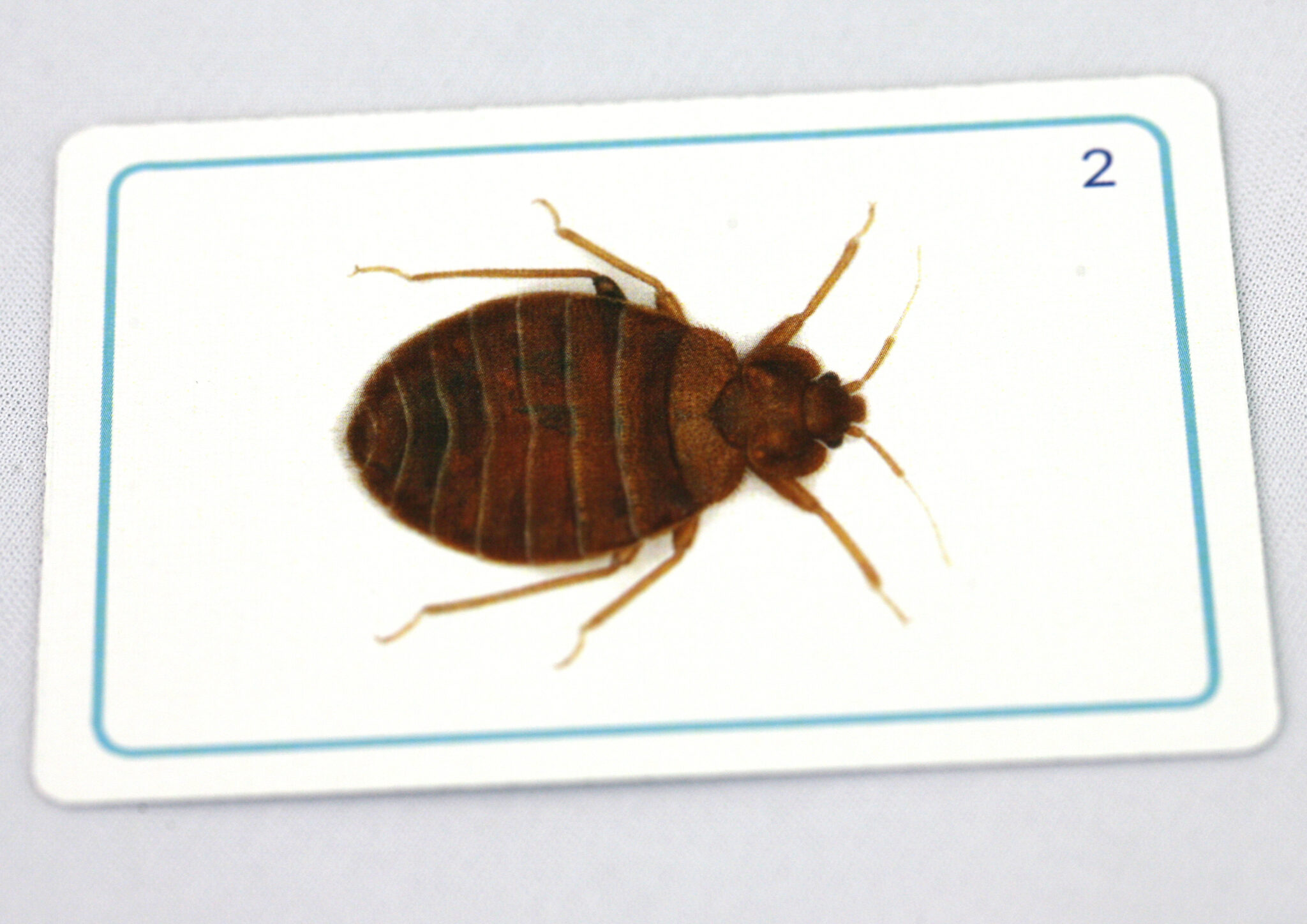 Insect Identification Flashcards – Cimex Store